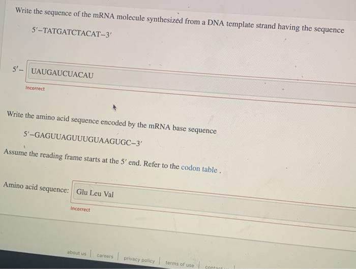 Solved Write the sequence of the mRNA molecule synthesized | Chegg.com