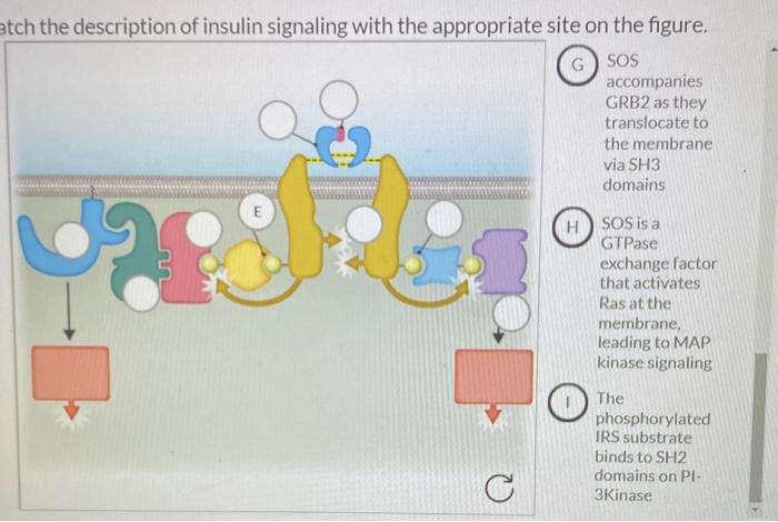 Solved Match the description of insulin signaling with the | Chegg.com