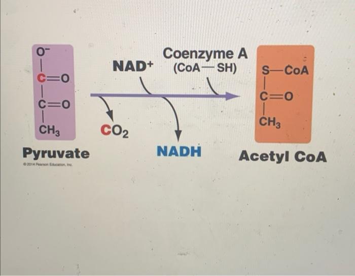Solved Pyruvate In the reaction above, pyruvate: Select | Chegg.com