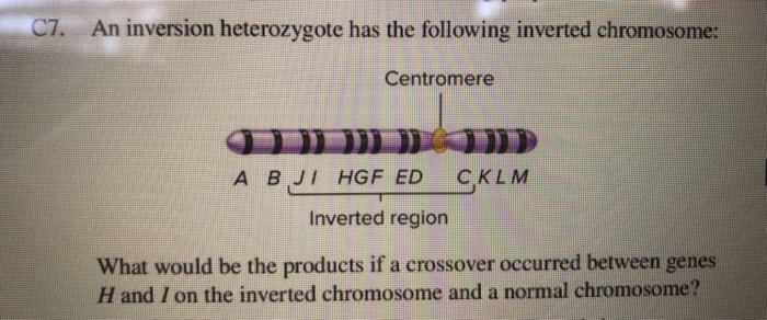 Solved 27. An inversion heterozygote has the following | Chegg.com