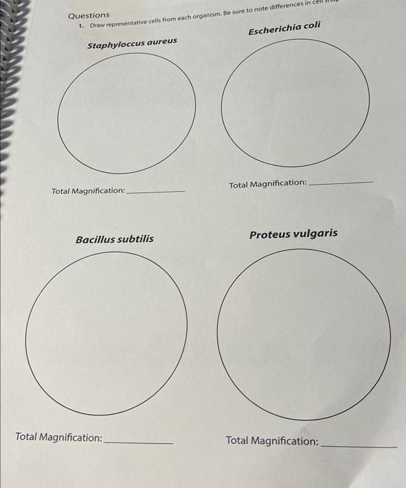 Solved Questions 1. Draw representative cells from each | Chegg.com