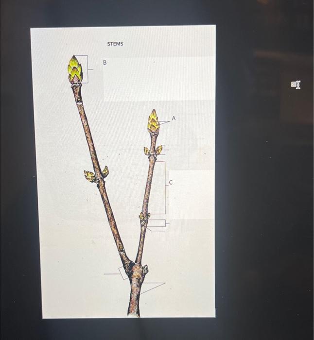 Solved Identify the labelled structures in A, B and C. | Chegg.com