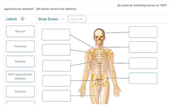Solved (2) Label all remaining bones as "NOT appendicular | Chegg.com