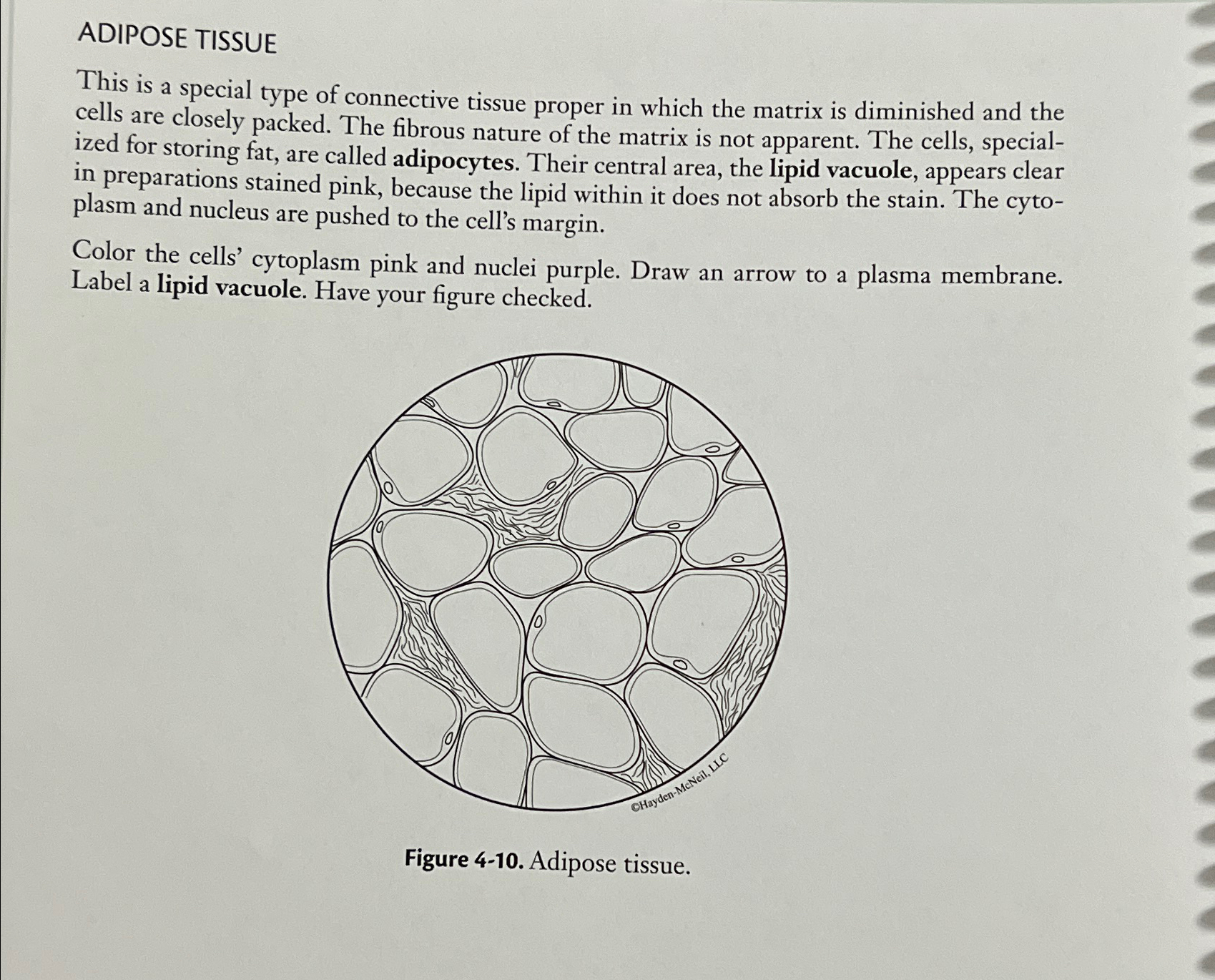 Solved ADIPOSE TISSUEThis is a special type of connective | Chegg.com