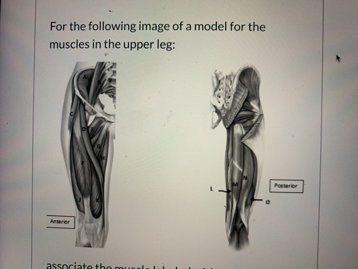 Solved For the following image of a model for the muscles in | Chegg.com