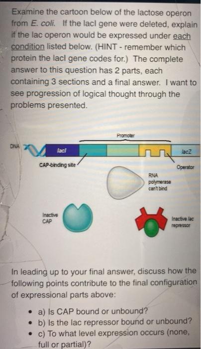 Solved Examine the cartoon below of the lactose operon from | Chegg.com