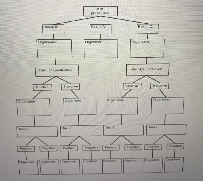 Solved flow chart plan for identification of Gram negative | Chegg.com