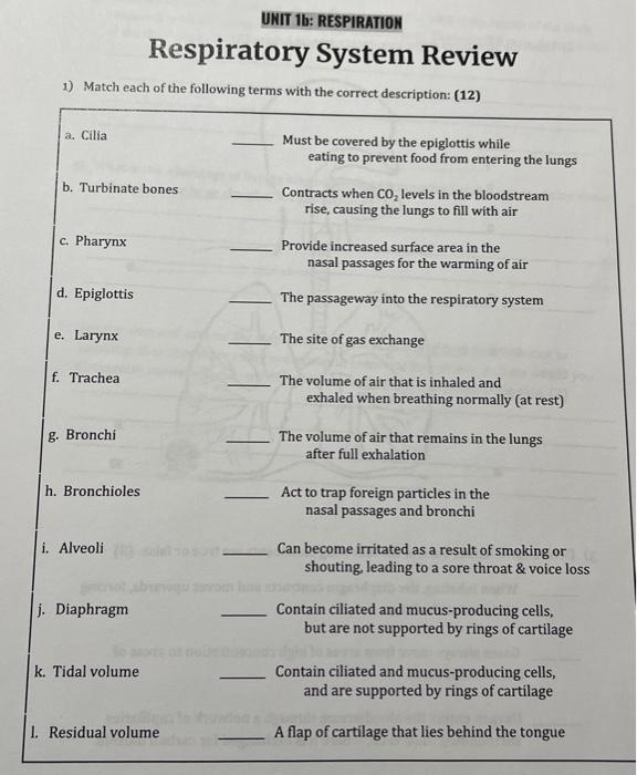 Solved Respiratory System Review 1) Match each of the | Chegg.com