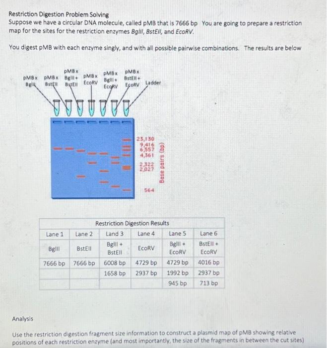 Solved Restriction Digestion Problem Solving Suppose we have | Chegg.com