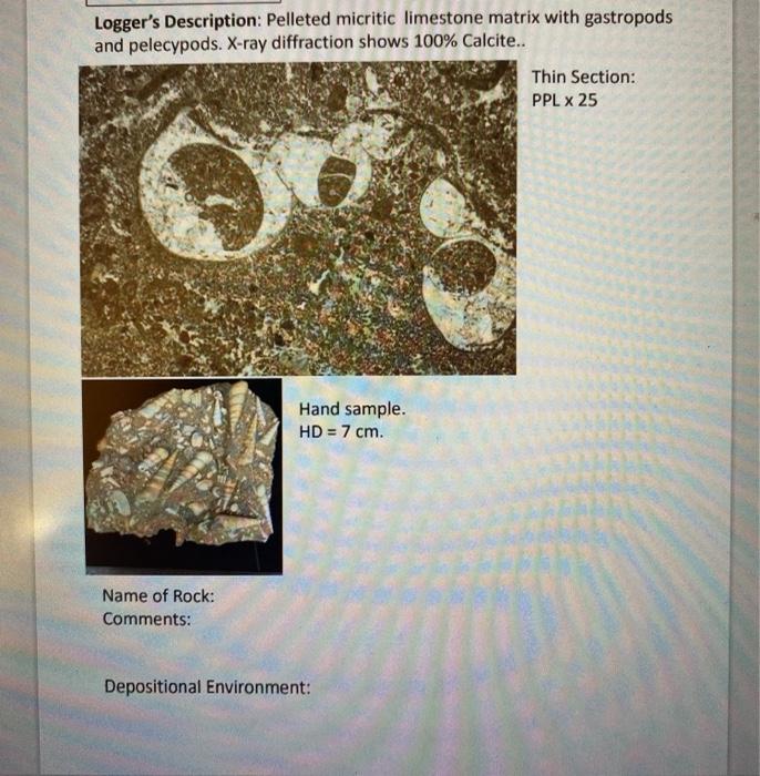 Solved Logger's Description: Pelleted micritic limestone | Chegg.com