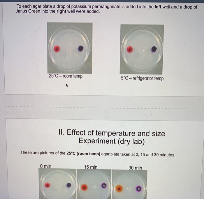 Solved II. Effect of temperature and size Experiment (dry | Chegg.com