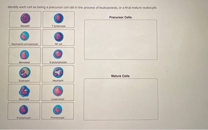 Solved Identify each cell as being a precursor cell still in | Chegg.com