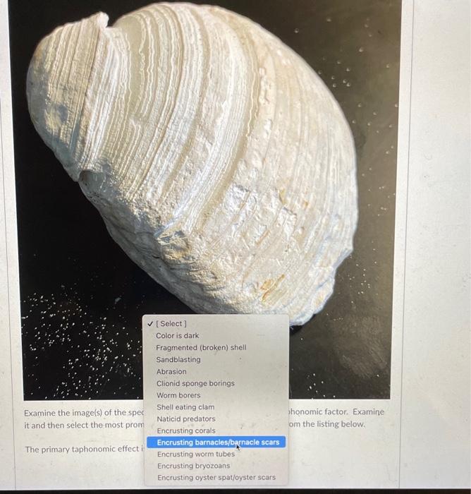 Solved Examine the image(s) of the specimen above. If you | Chegg.com