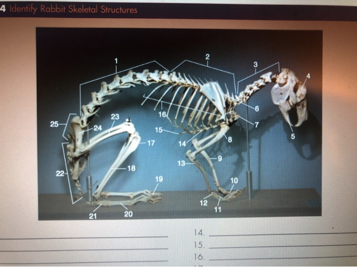 Solved 4 Identify Rabbit Skeletal Structures 2 3 6 23 16 25 | Chegg.com
