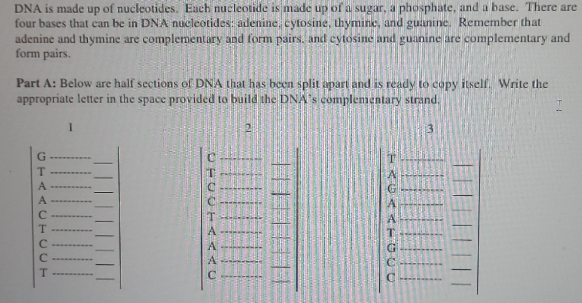 Solved Part B: In the DNA ladders below, draw and color the | Chegg.com
