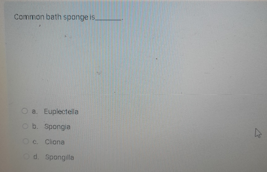 Solved Common bath sponge isa. ﻿Euplectellab. ﻿Spongiac. | Chegg.com