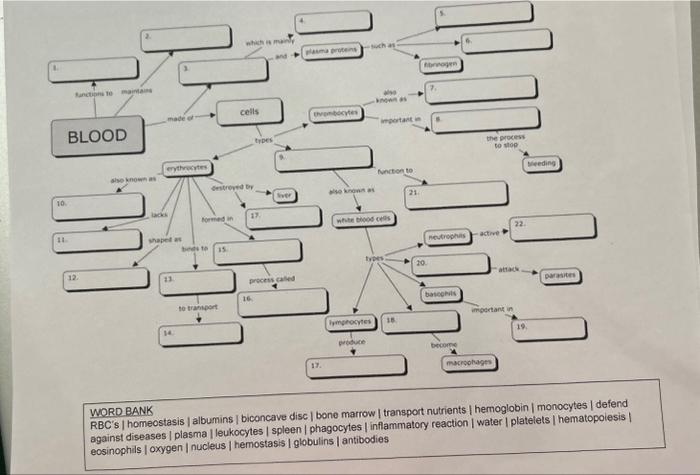 Solved WORD BANK RBC's | homeostasis | albumins | biconcave | Chegg.com