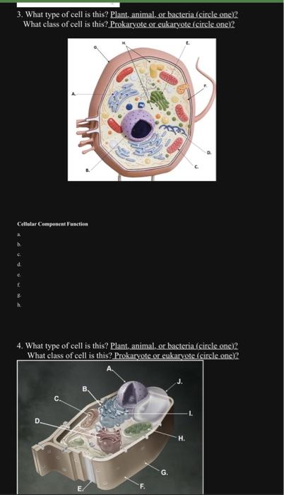 Solved Identify the organelles and briefly describe their | Chegg.com