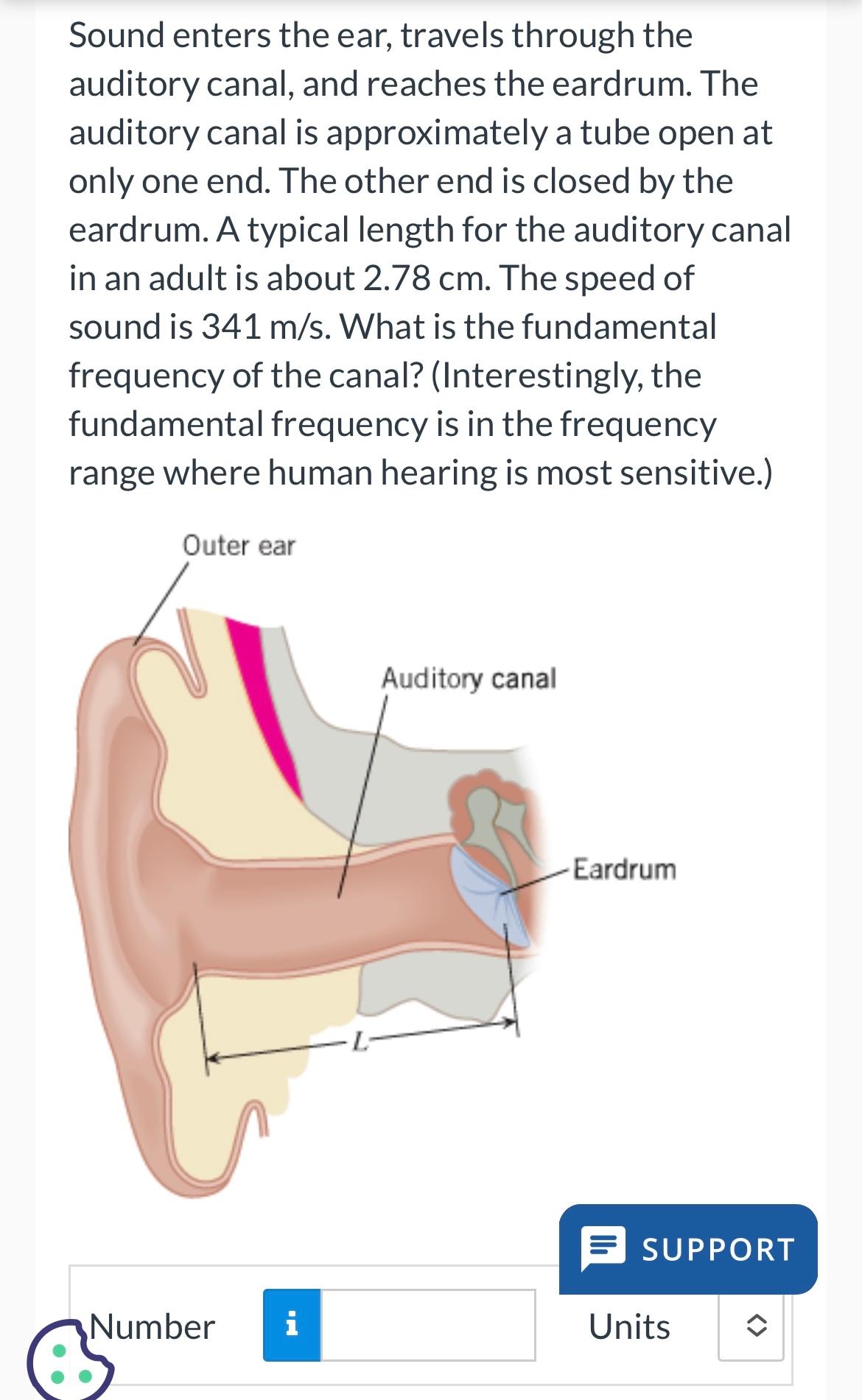 Solved Sound enters the ear, travels through the auditory | Chegg.com