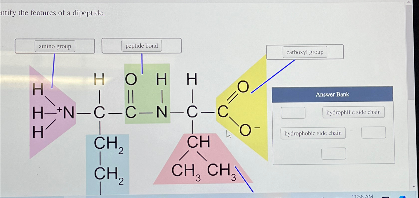 Solved ntify the features of a dipeptide. | Chegg.com