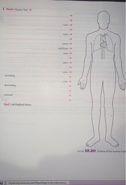 1 Start: Hepatic Vcin → fiounz 18.20 outline of the | Chegg.com