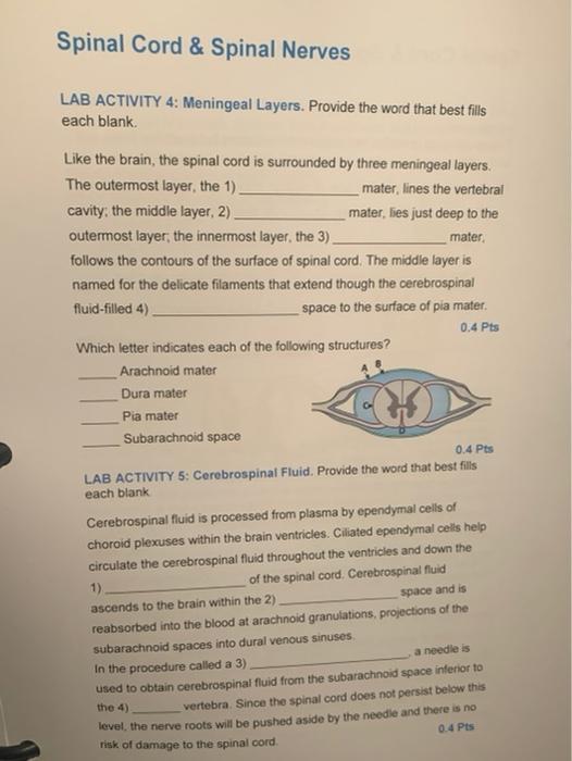 Solved Spinal Cord & Spinal Nerves LAB ACTIVITY 4: Meningeal | Chegg.com