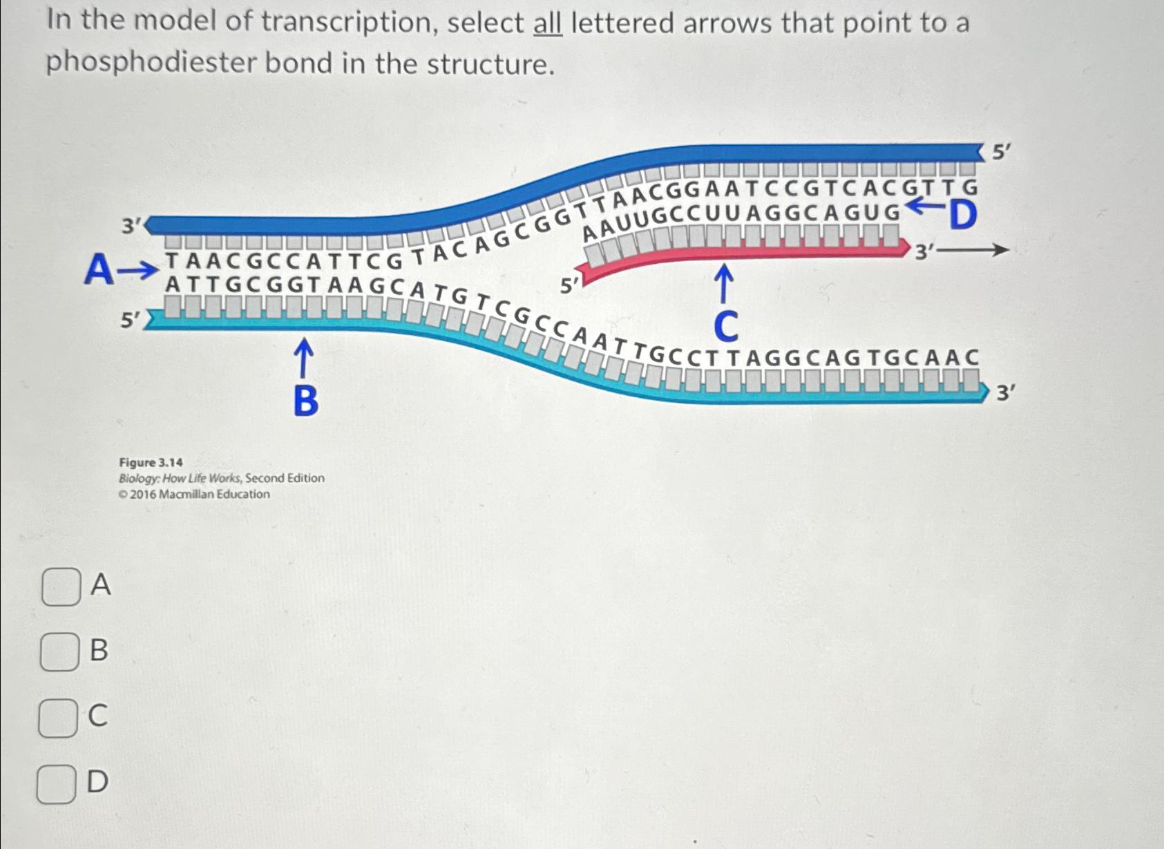 In the model of transcription, select all lettered | Chegg.com