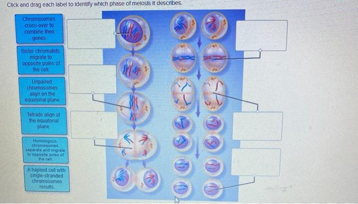 Solved Click and drag each label to identify which phase of | Chegg.com