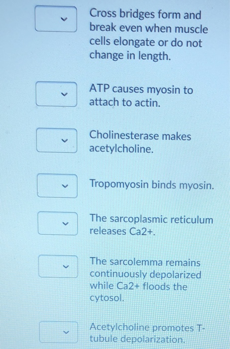 Solved Cross bridges form and break even when muscle cells | Chegg.com