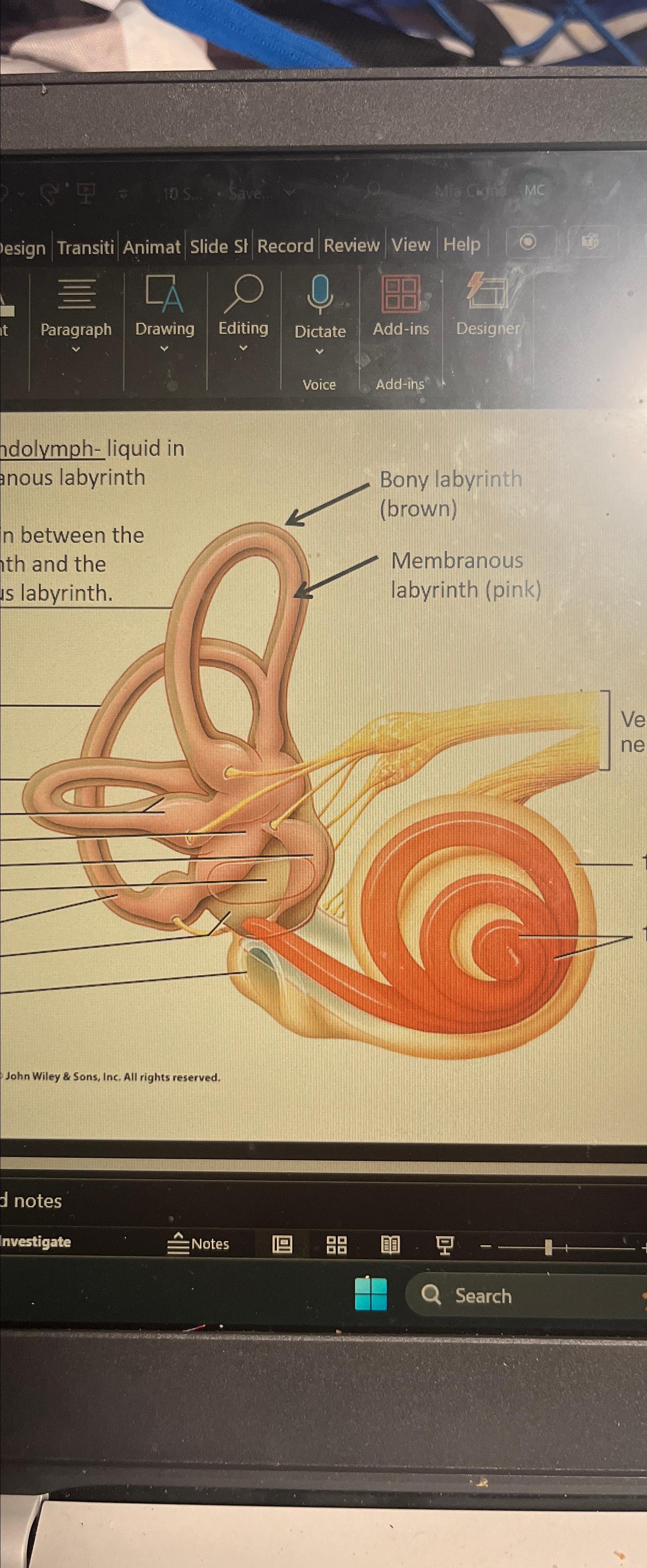 Solved Label the parts of the inner ear | Chegg.com