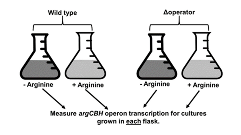 Solved The arginine biosynthesis operon, argCBH, ﻿encodes | Chegg.com