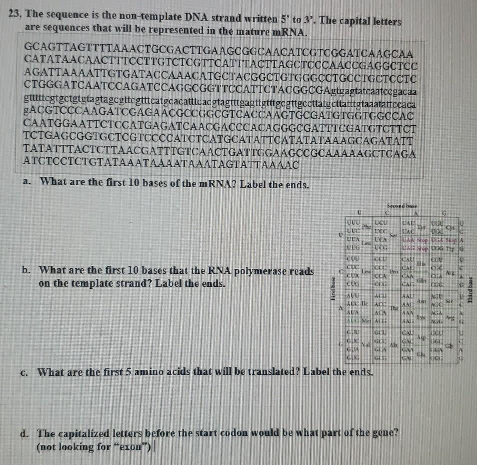 Solved 23. The sequence is the non-template DNA strand | Chegg.com