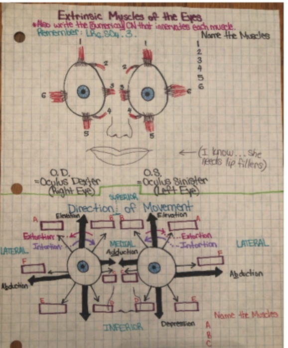 Solved Extrinsic Muscles of the Eyes Meo witte te Turnerico | Chegg.com