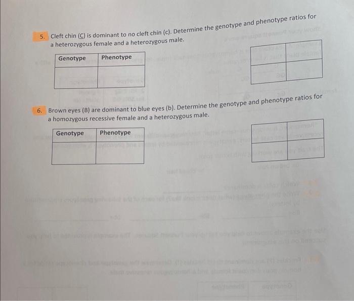 Solved Punnett Squares Worksheet Show your Punnett square | Chegg.com