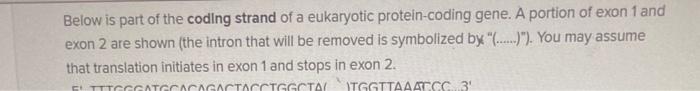 Solved Below is part of the coding strand of a eukaryotic | Chegg.com