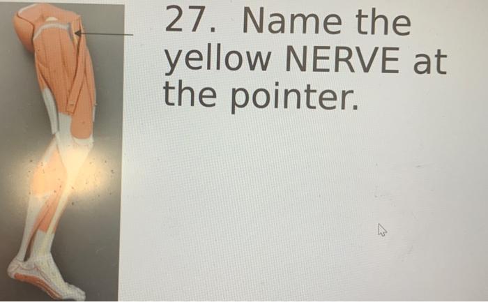 Solved 27. Name the yellow NERVE at the pointer | Chegg.com