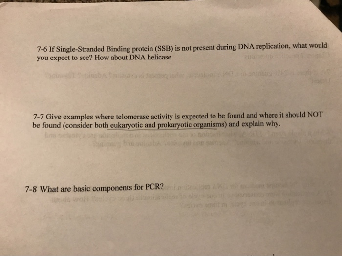 Solved 7-6 If Single-Stranded Binding protein (SSB) is not | Chegg.com