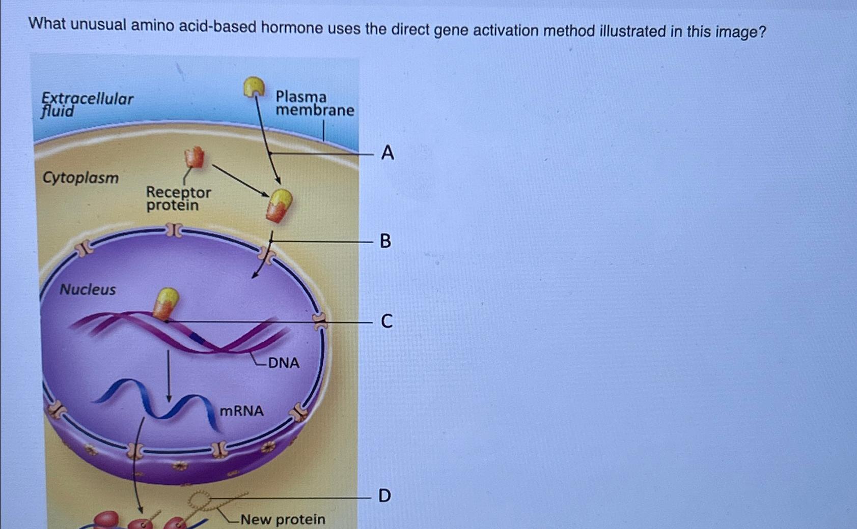 Solved What unusual amino acid-based hormone uses the direct | Chegg.com