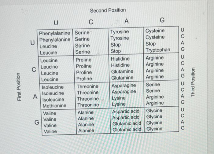 Solved The codon table identifies the amino acid sequence | Chegg.com