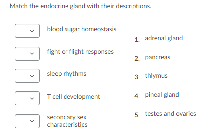 Solved Match the endocrine gland with their descriptions. | Chegg.com