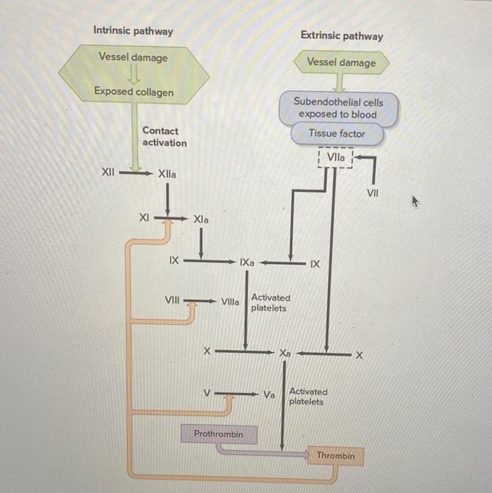 Solved Intrinsic pathway Extrinsic pathway Vessel damage | Chegg.com