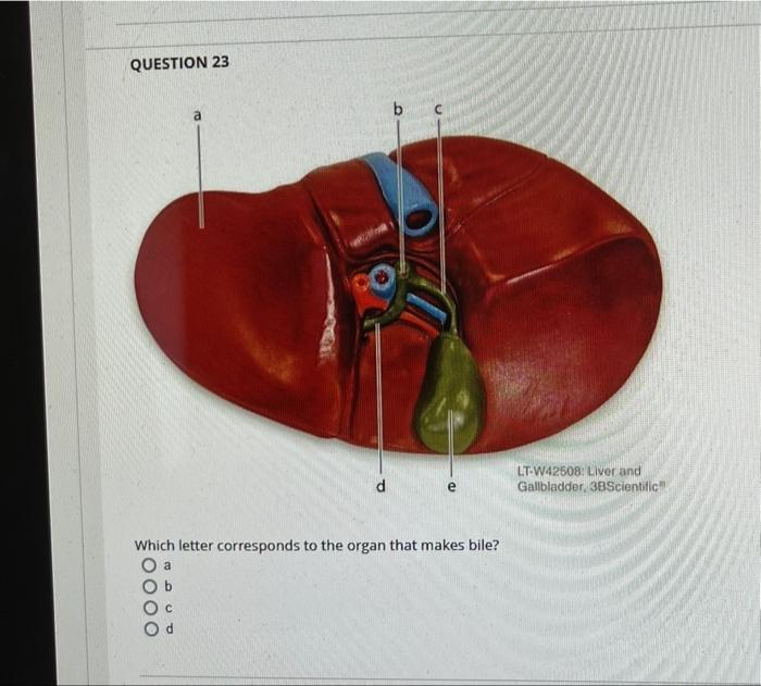 Solved QUESTION 21 3 100000 This figure shows the stomach. | Chegg.com