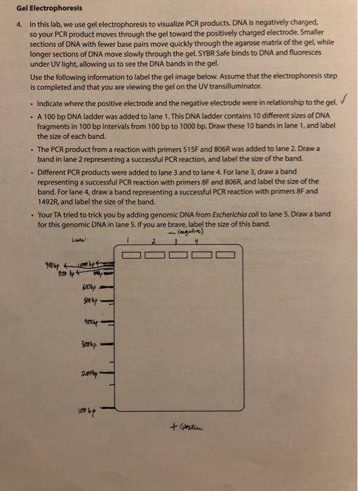 Solved Gel Electrophoresis 4. In this lab, we use gel | Chegg.com