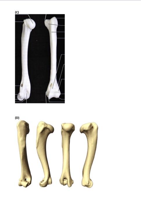 Station 3: Humerus (A) (B) Primates have four | Chegg.com