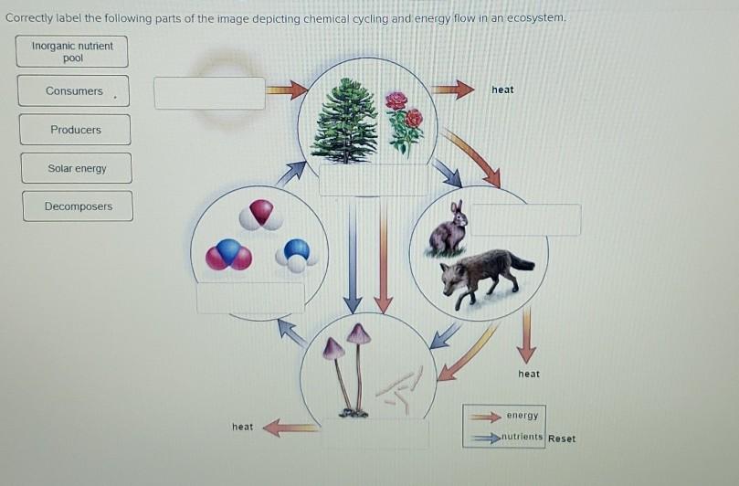 Solved Correctly label the following parts of the image | Chegg.com