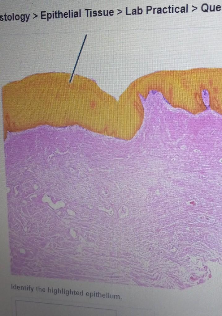 Solved stology > Epithelial Tissue > Lab Practical > Que | Chegg.com
