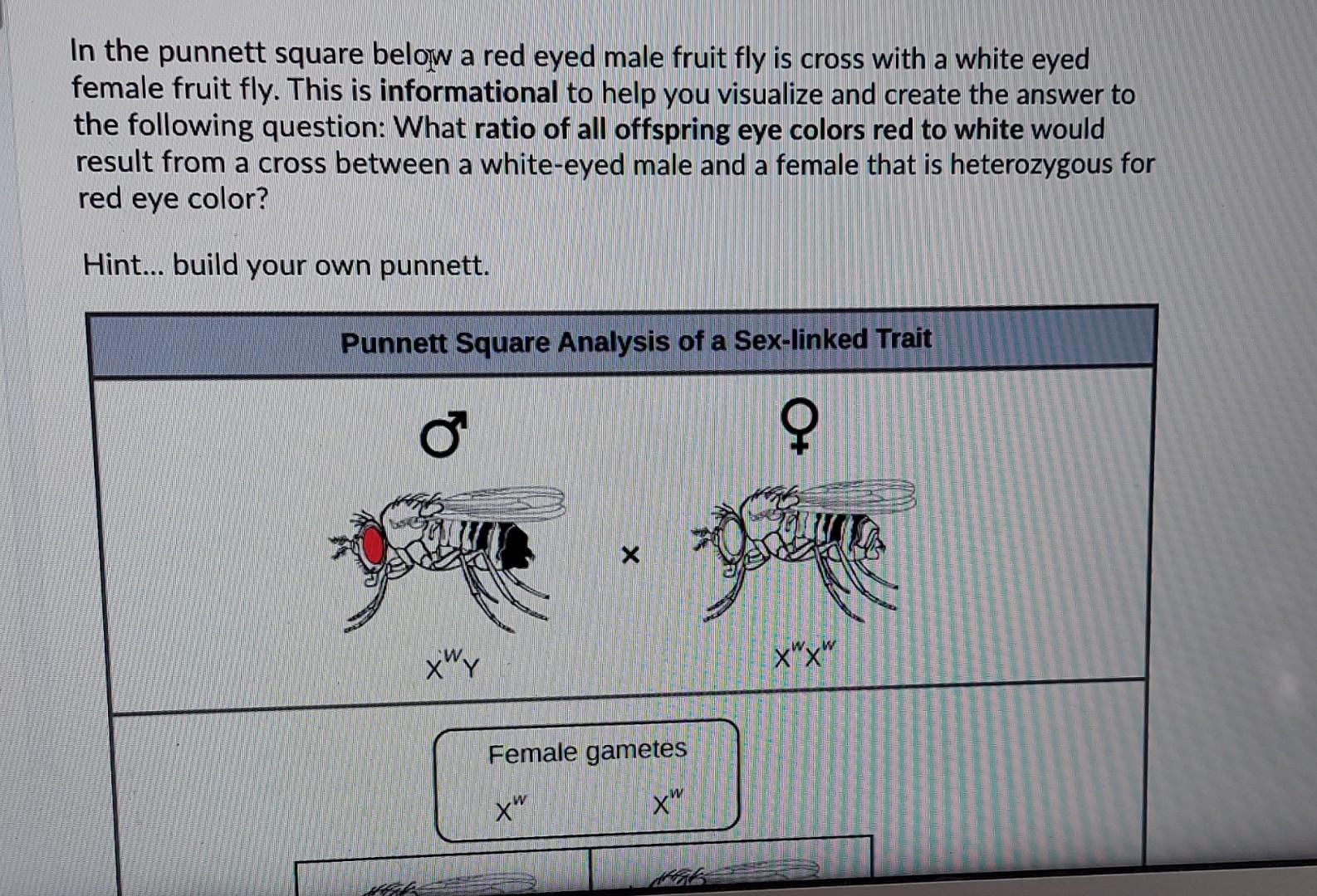 Solved In The Punnett Square Below A Red Eyed Male Fruit Fly