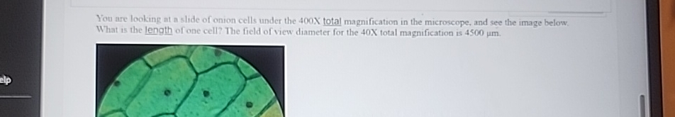 Solved You are looking at a slide of onion cells under the | Chegg.com