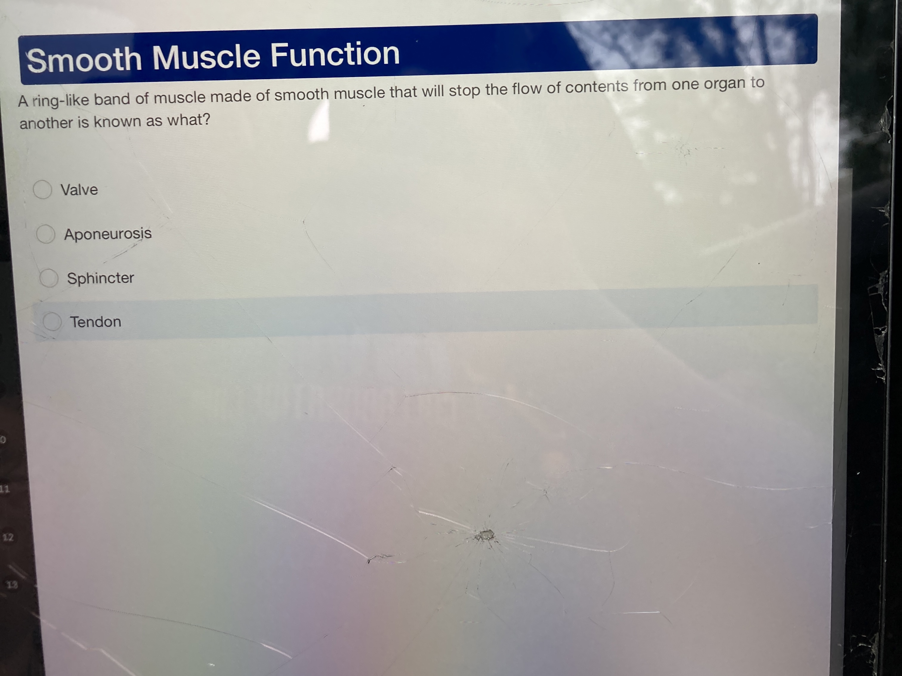Smooth Muscle FunctionA ring-like band of muscle made | Chegg.com