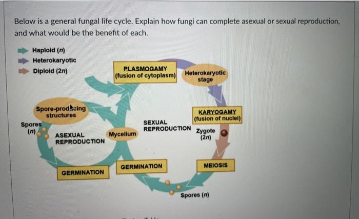 Solved Below Is A General Fungal Life Cycle Explain How 5435